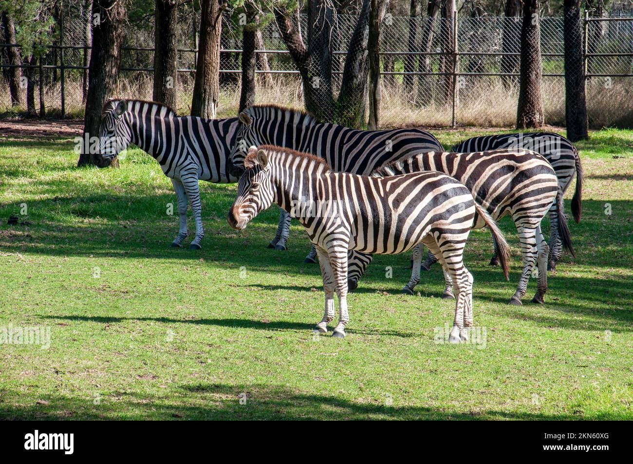 Zebra green field animal markings hi-res stock photography and images ...