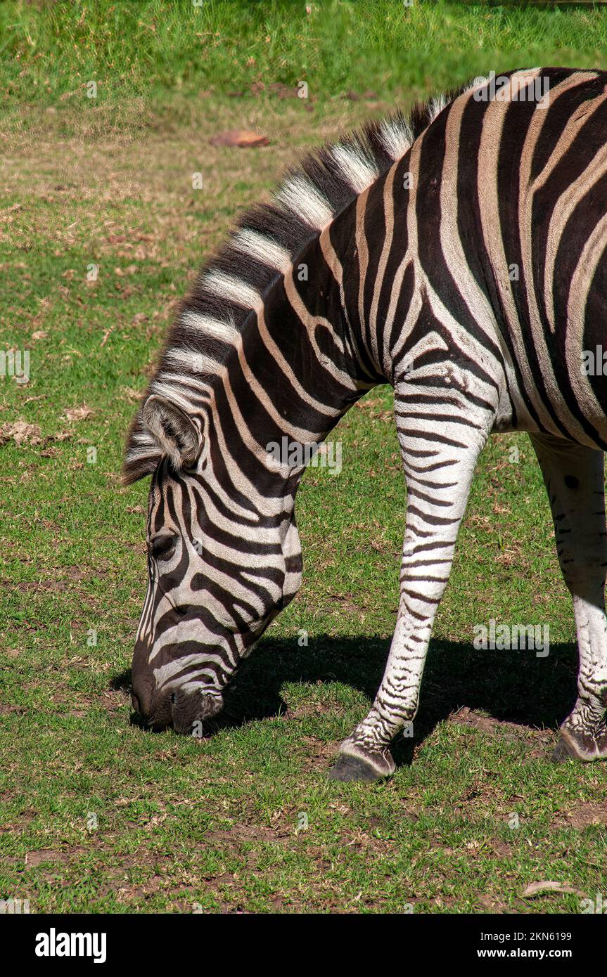 Aminal markings hi-res stock photography and images - Alamy