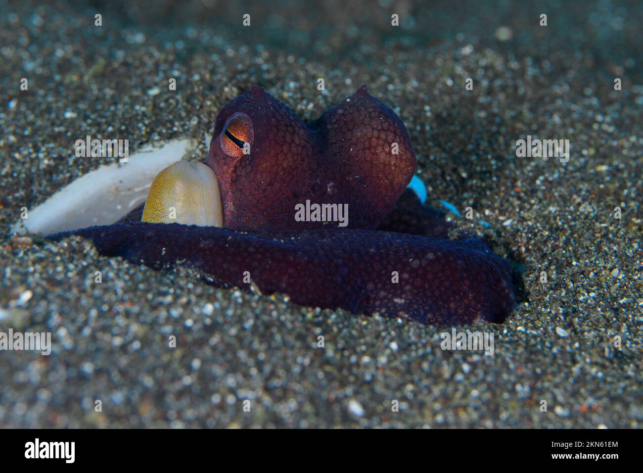 Coconut octopus camouflaging itself among it's surroundings ...