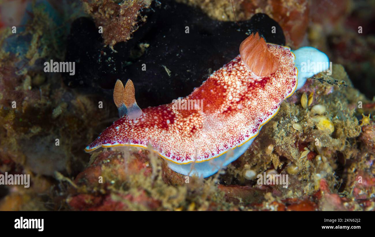 Colorful nudibranch sea slug crawling above coral reef in Indonesia ...