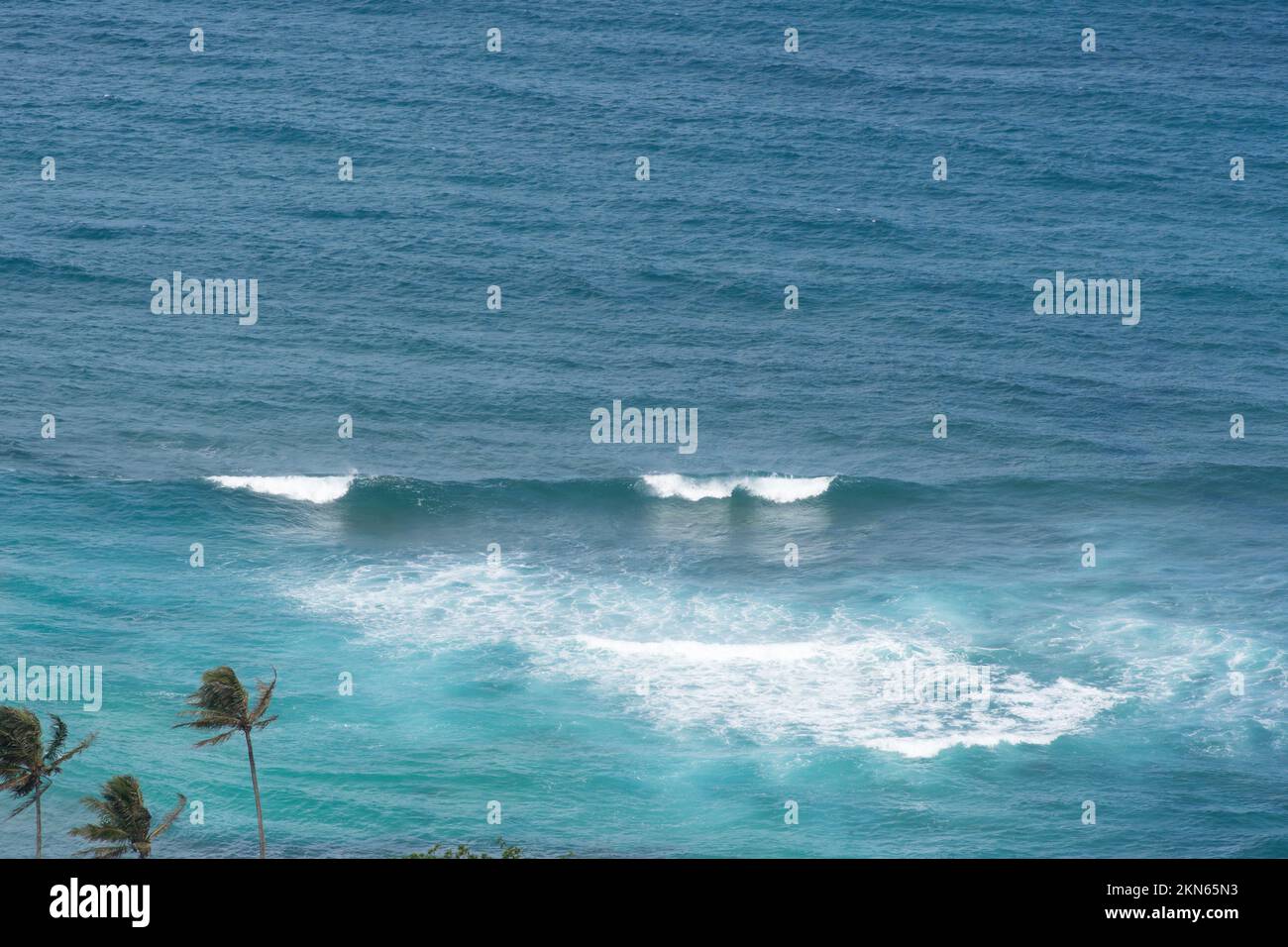 Single wave with palm tree from above on Oahu Hawaii Stock Photo - Alamy