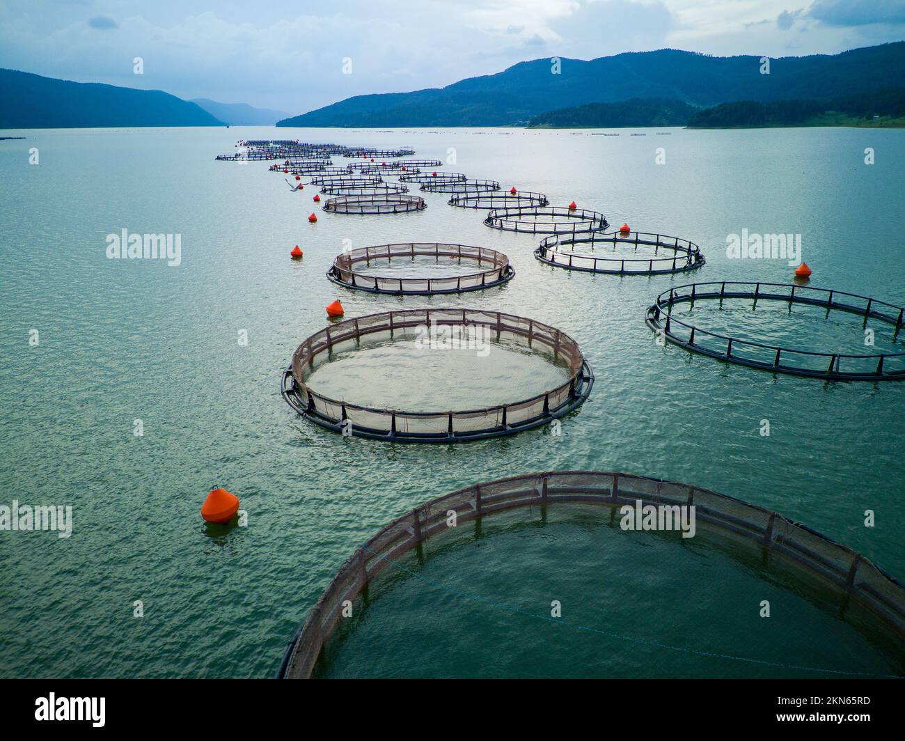 Professional breeding of freshwater fish in intermountain blue lake ...