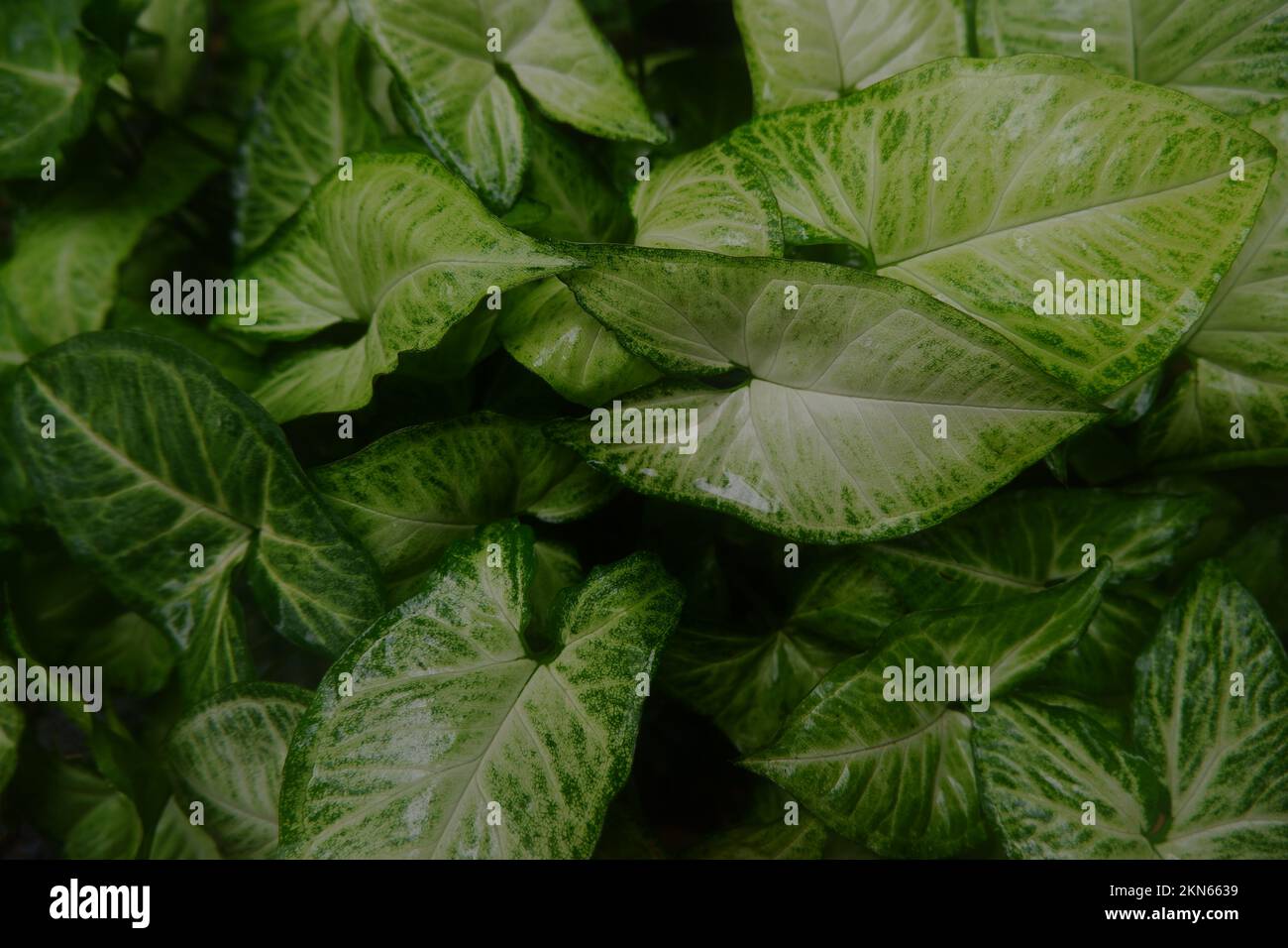 Doctor's working table. Focus on stethoscope. Female medicine doctor ...