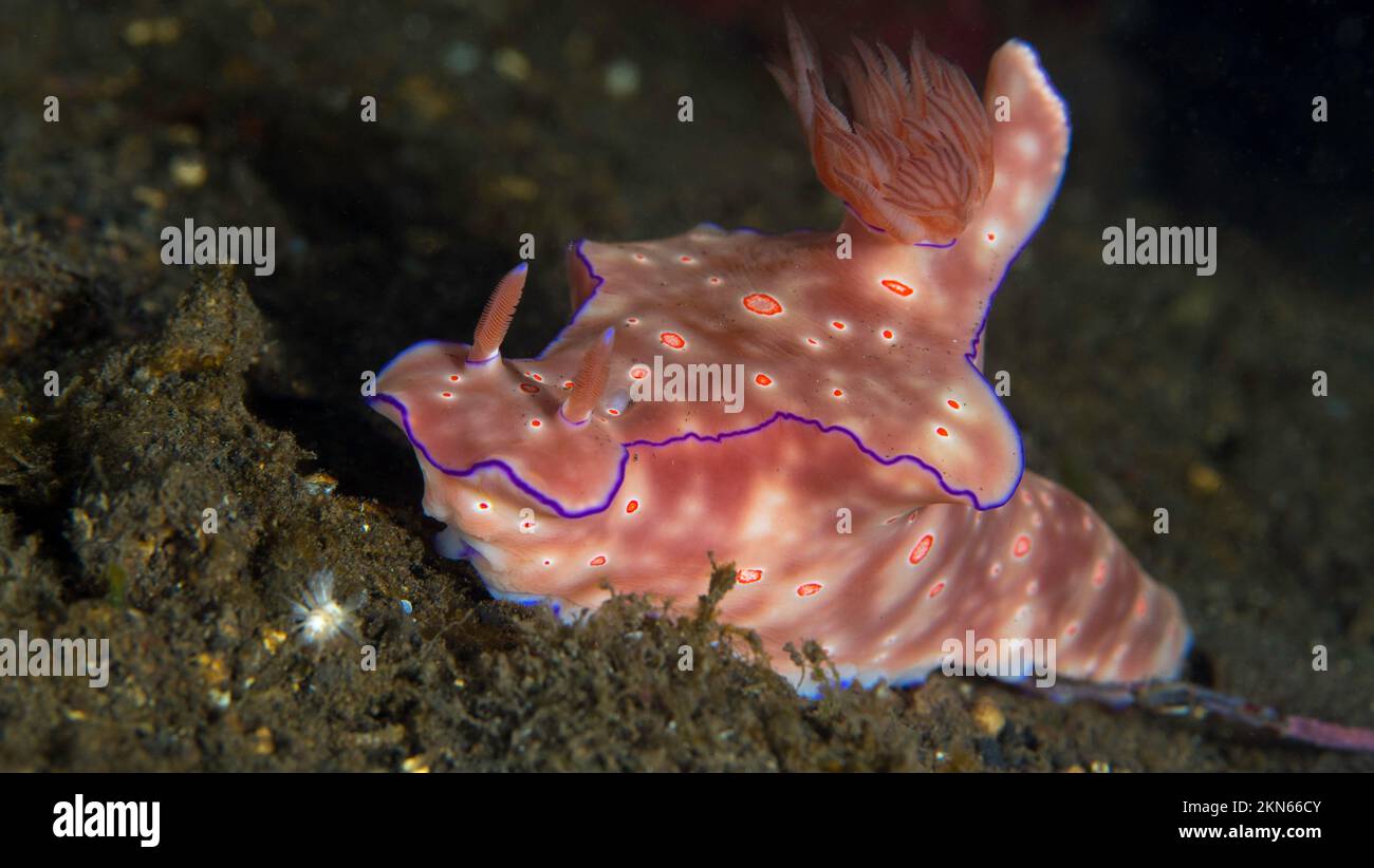 Colorful nudibranch sea slug crawling above coral reef in Indonesia ...