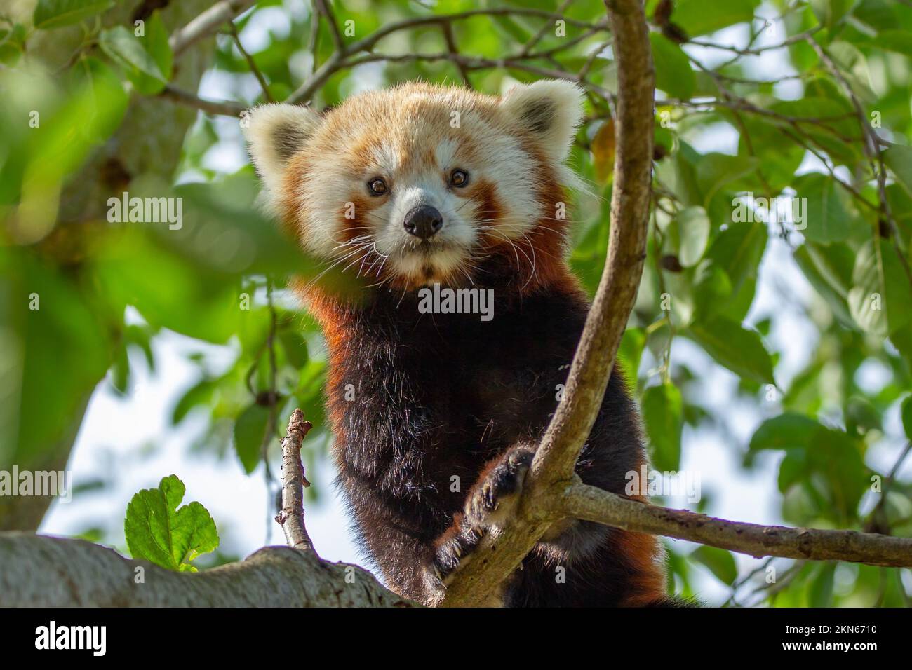 A cute red panda on a tree branch Stock Photo - Alamy