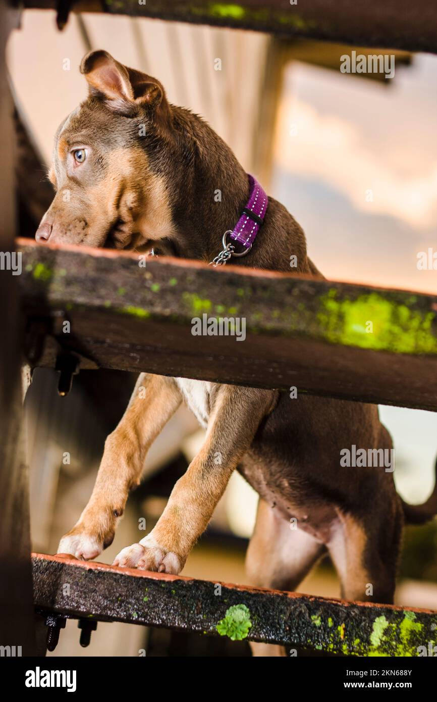 Afternoon photo of a cute mixed breed puppy dog walking up stairs in a ...