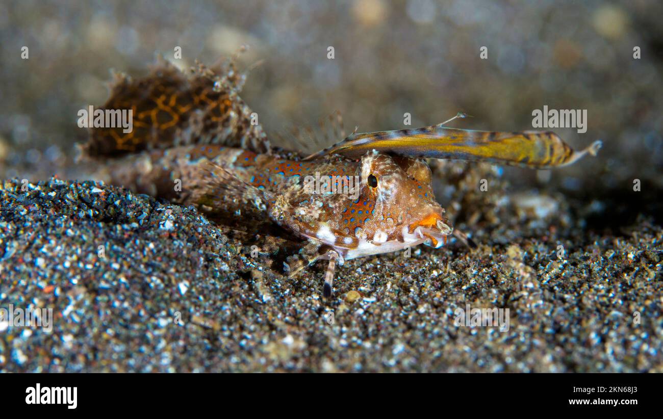 Marine animal behavior - Camouflage techniques used underwater to hide ...