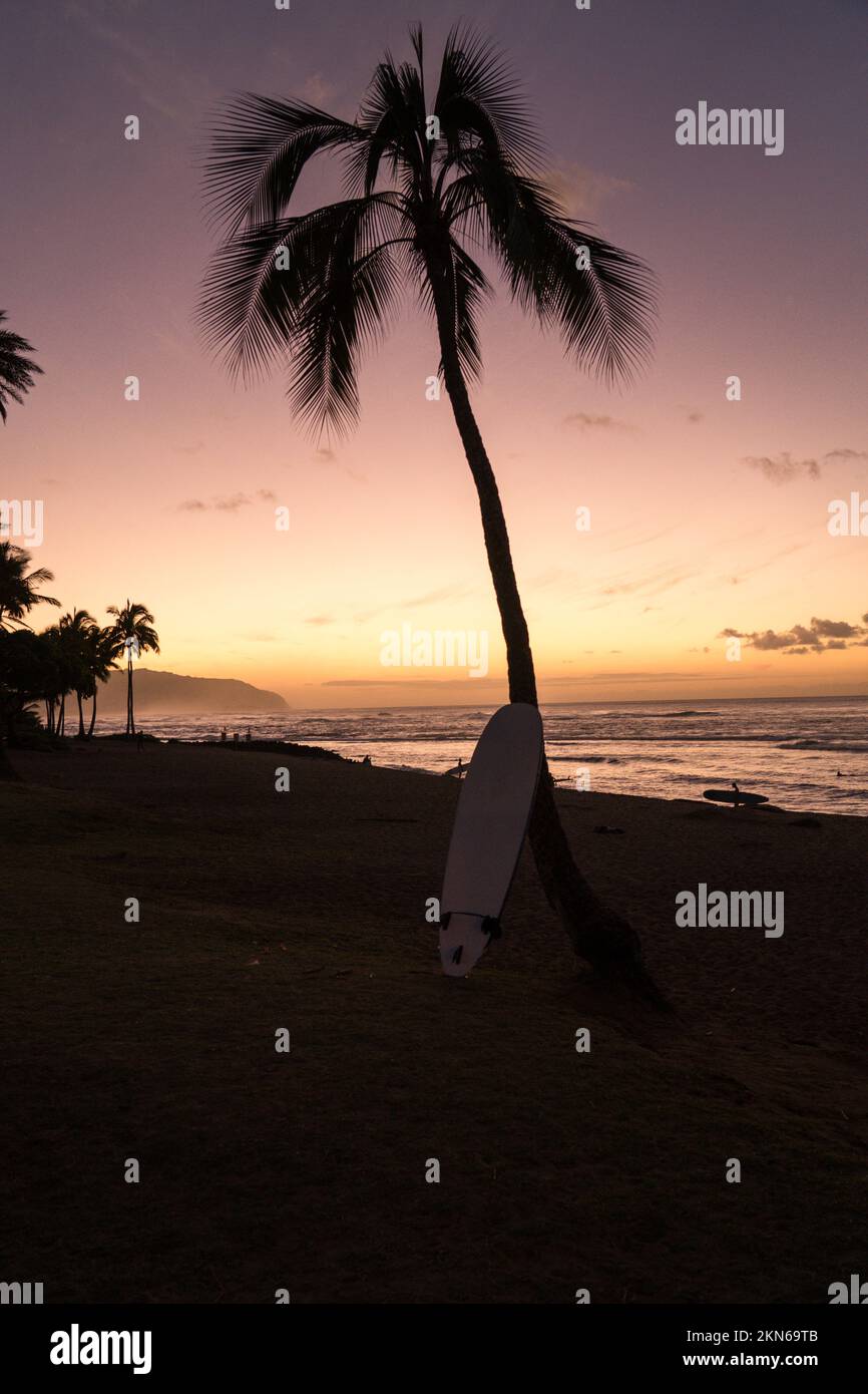 Oahu Hawaii sunset on north shore beach with palm tree silhouettes ...
