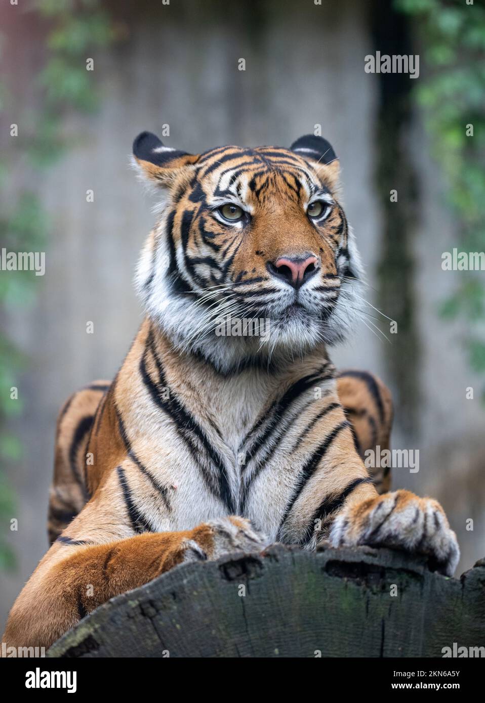 A vertical closeup of a Sumatran tiger sitting proudly and casting ...