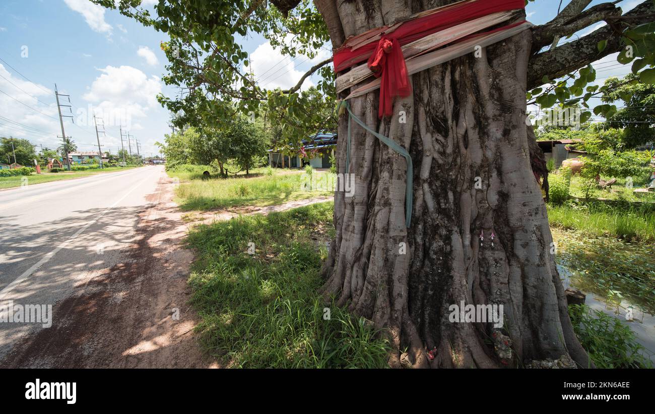 big tree next to a road in northeast Thailand Stock Photo - Alamy