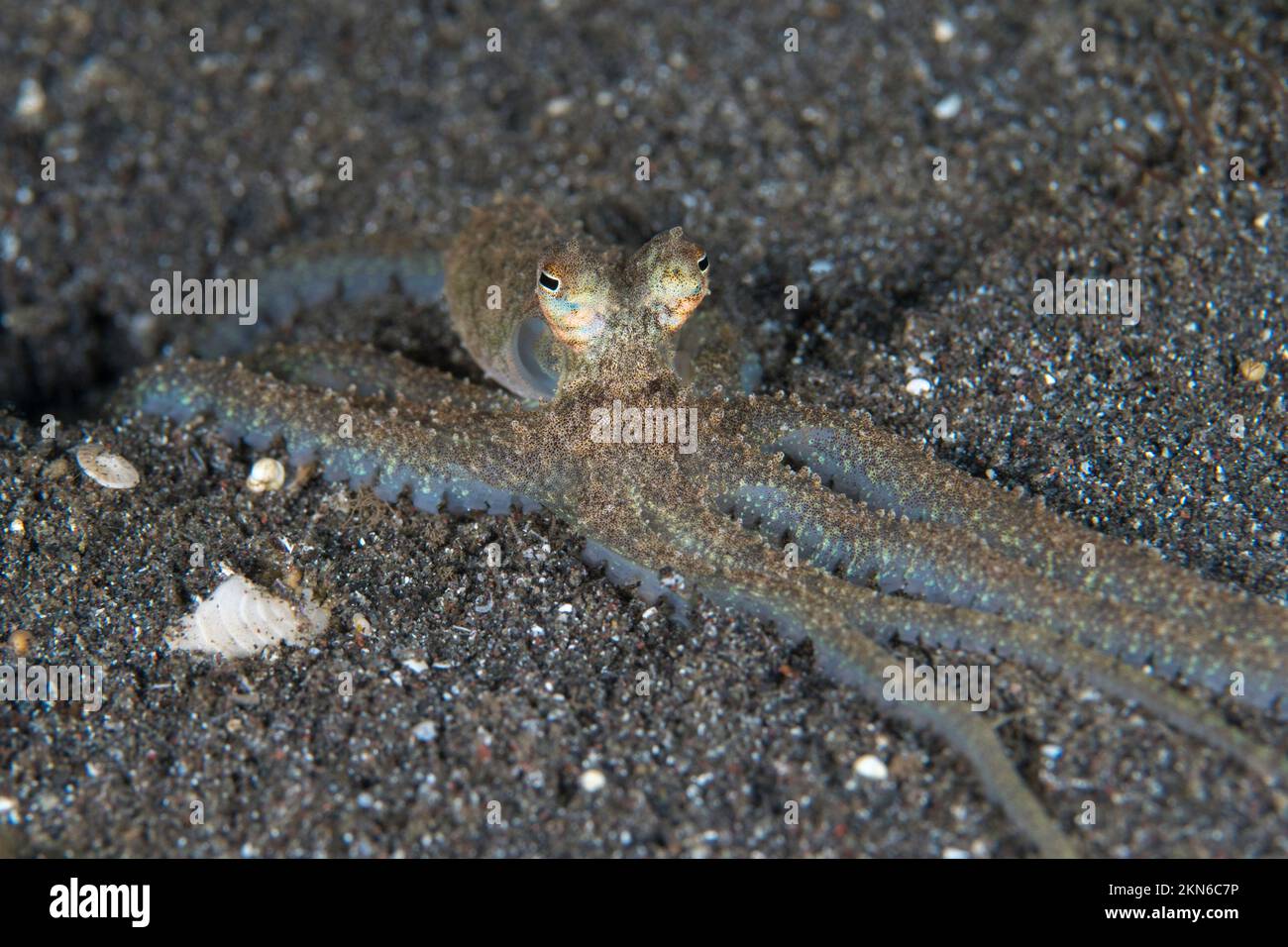 Octopus camouflage - octopus changing it's shape, texture and colour to ...