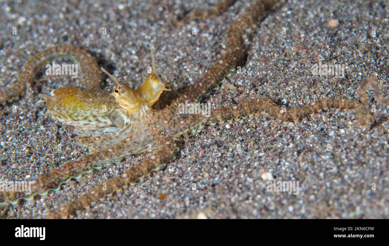 Octopus camouflage - octopus changing it's shape, texture and colour to ...