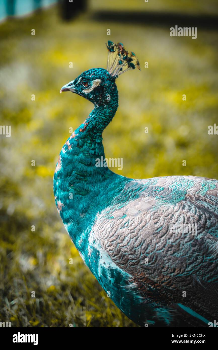 A vertical closeup of a peacock in green lawn in a farm Stock Photo - Alamy