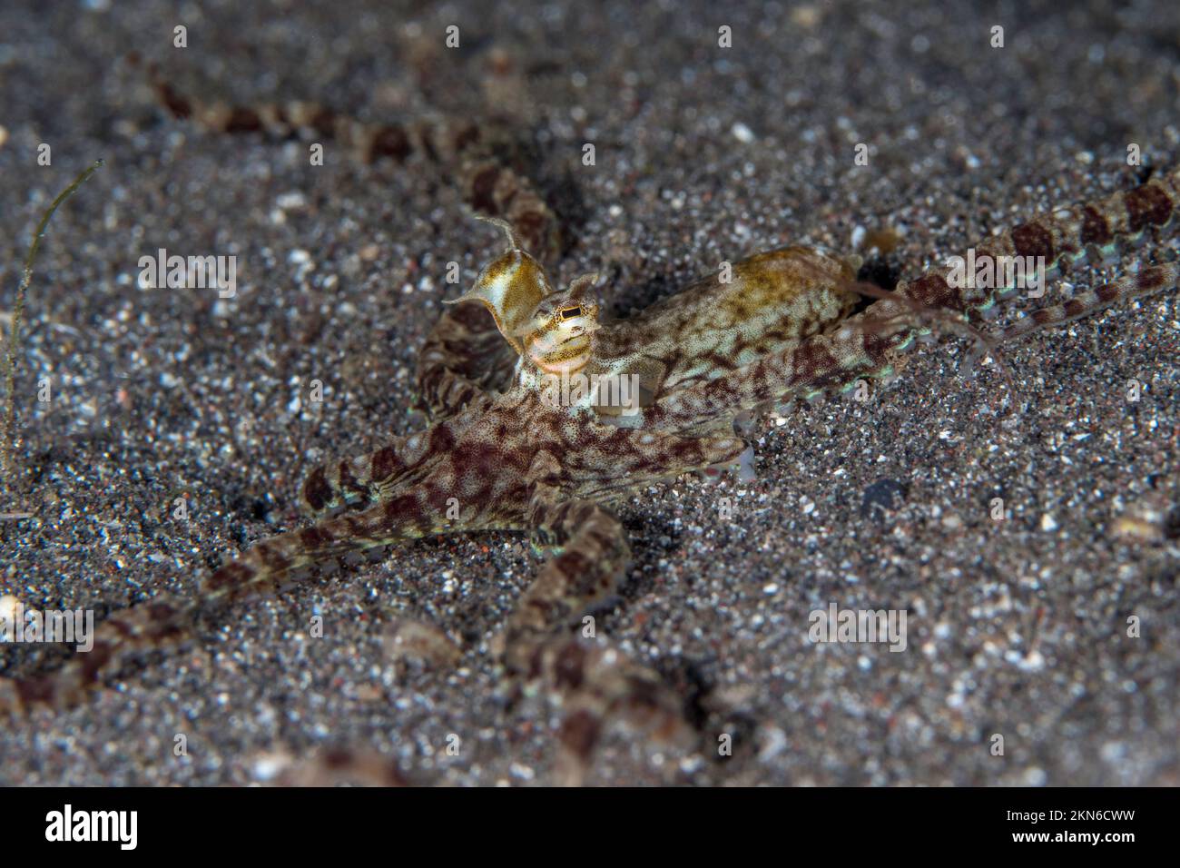 Mimic octopus at the base of coral reef in the Lembeh Strait ...