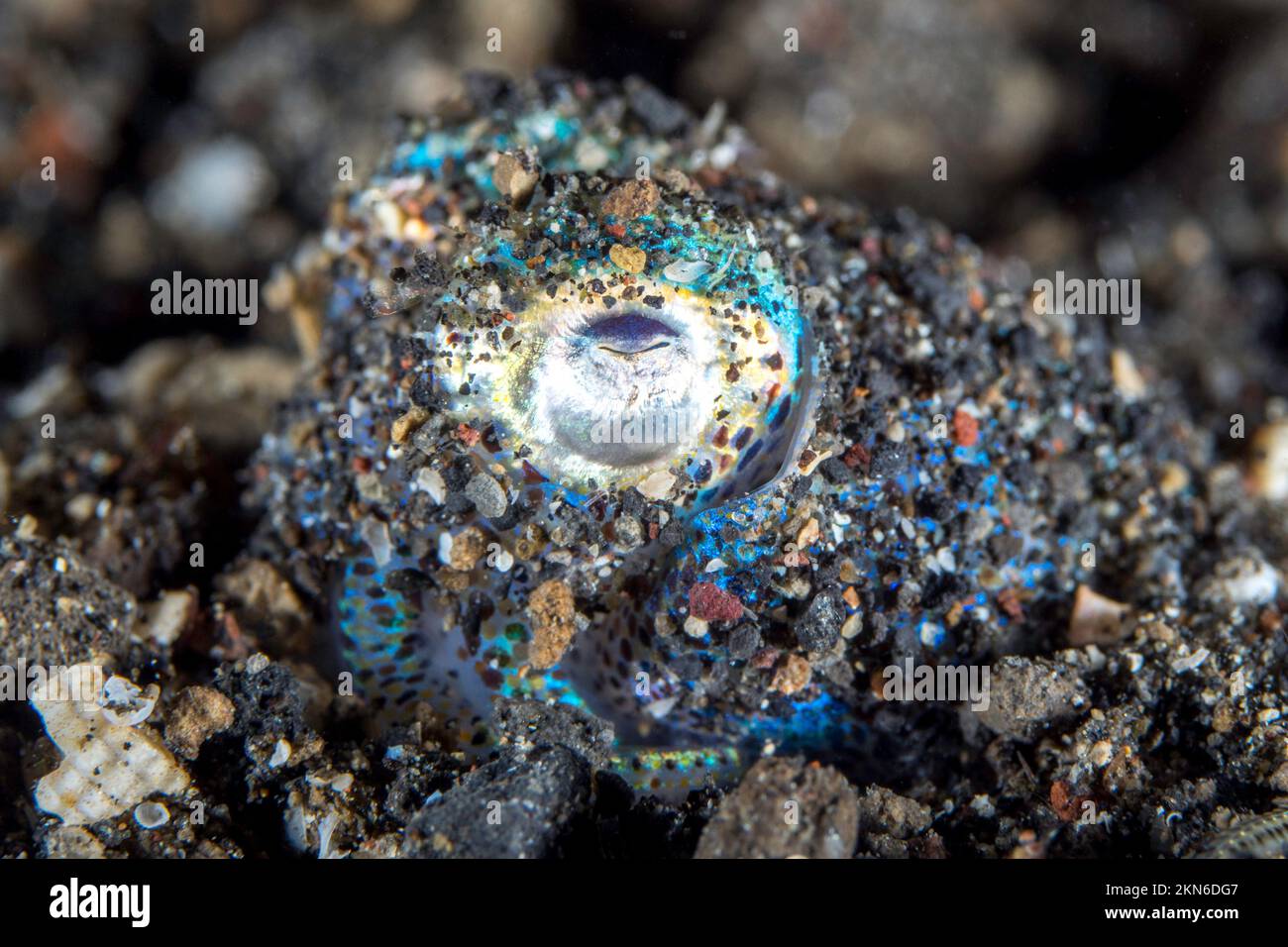 Beautiful bobtail squid comes out at night Stock Photo - Alamy