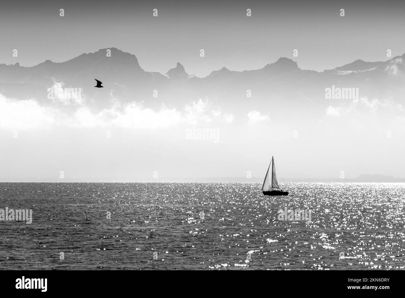 A grayscale of a sailing boat on the Geneva Lake with a bird flying in ...
