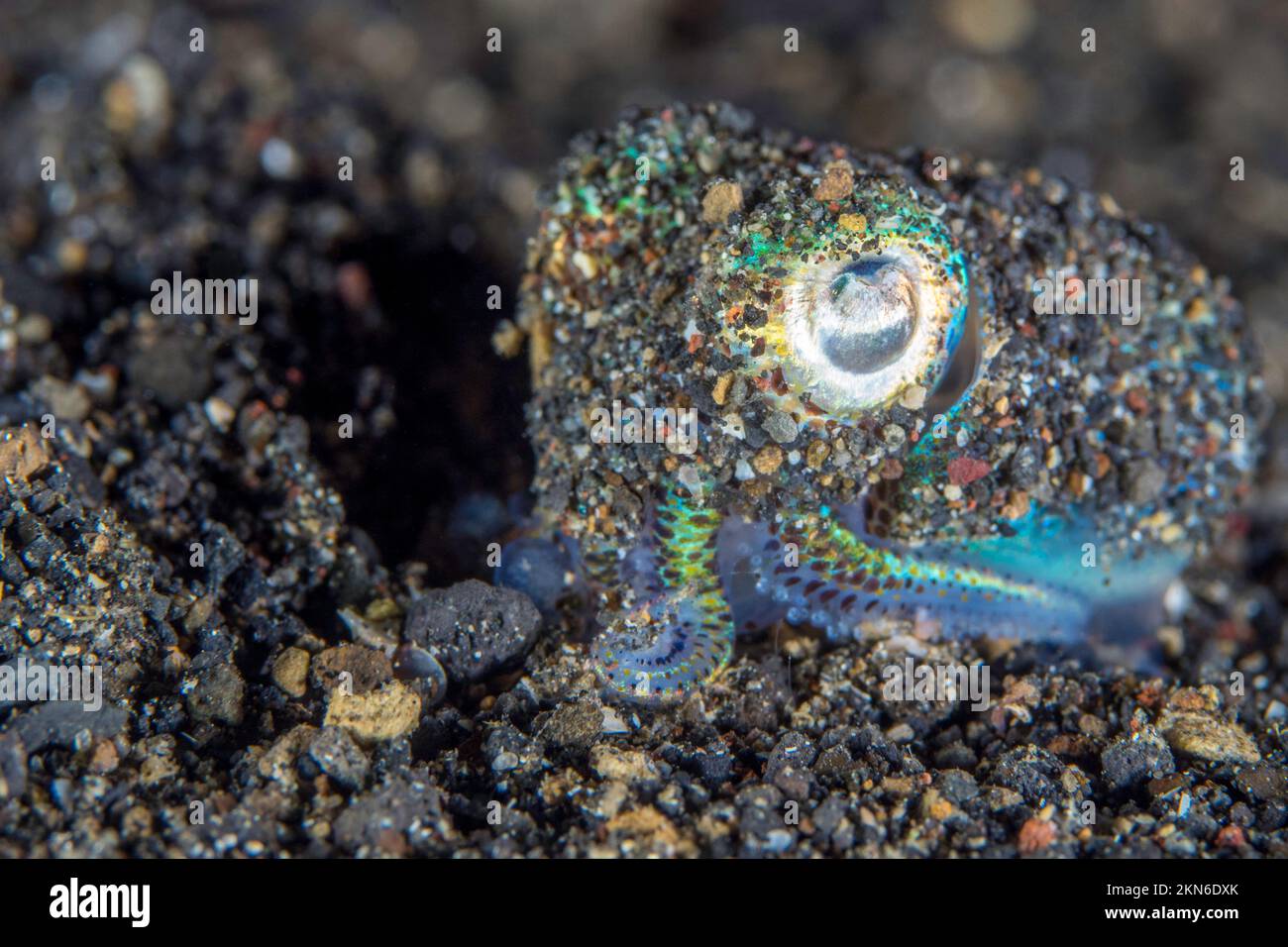 Bobtail squid hi-res stock photography and images - Alamy