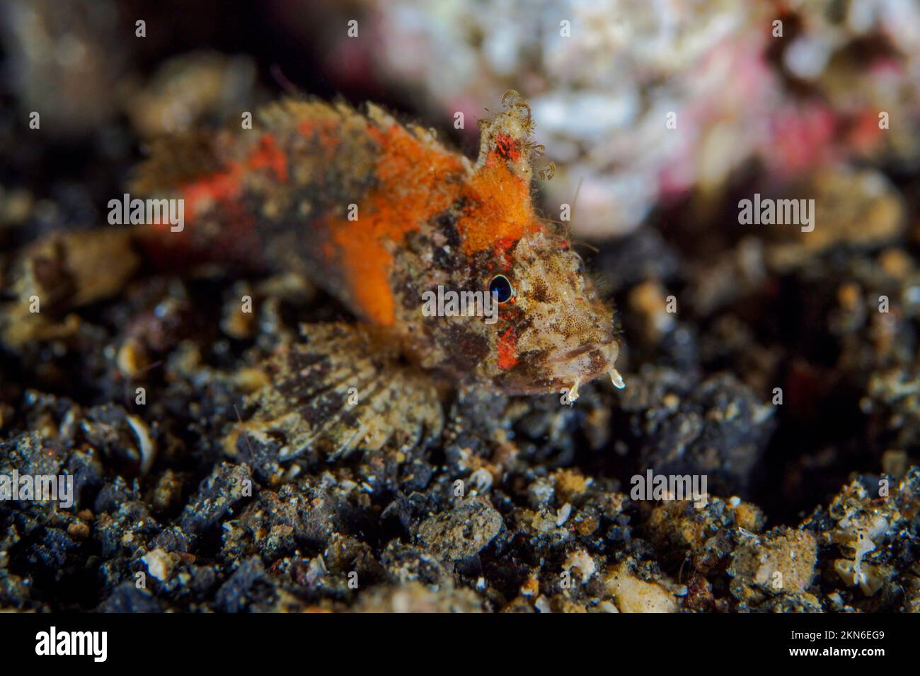 Velvetfish at the edge of coral reef Stock Photo - Alamy