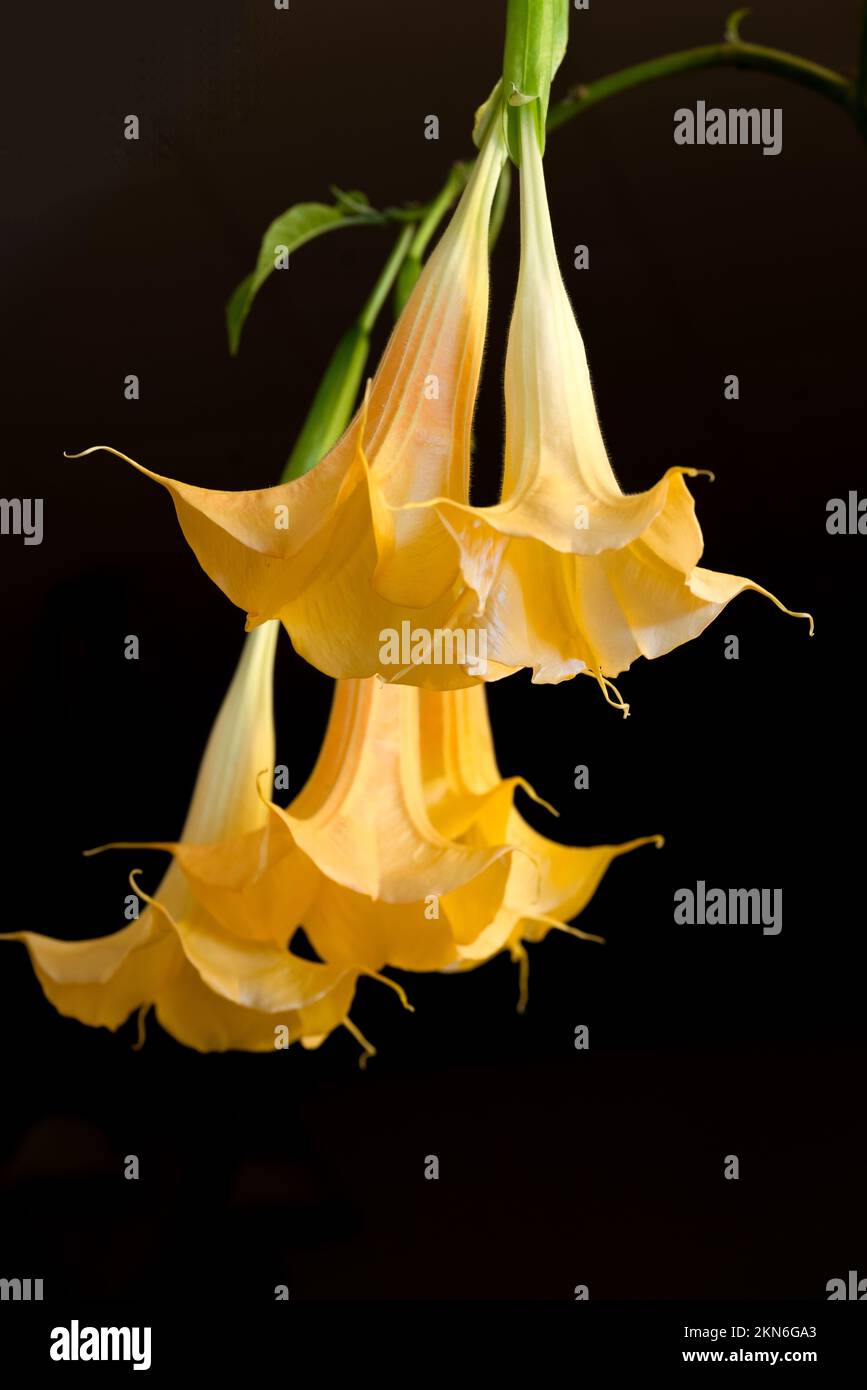 Yellow flowers of angel's trumpets Brugmansia against black background Stock Photo - Alamy