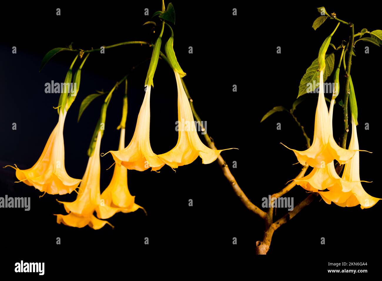 Yellow flowers of angel's trumpets Brugmansia against black background ...