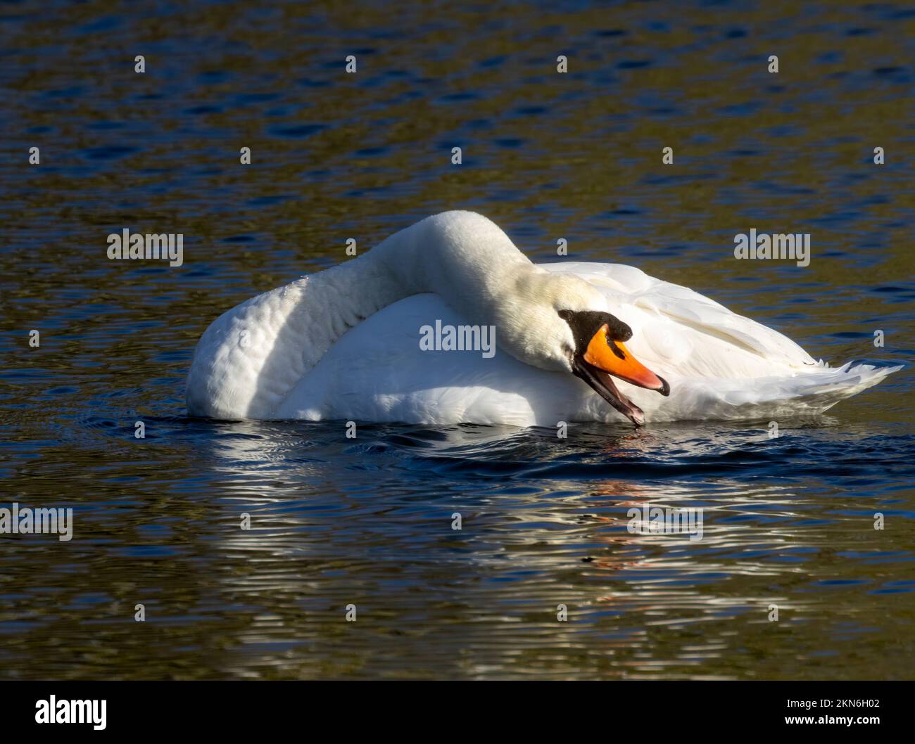 Swan having a clean taken on 25/11/2022 Stock Photo - Alamy