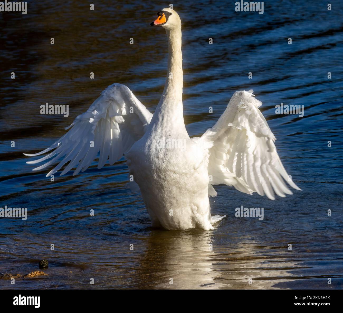 Swan having a clean taken on 25/11/2022 Stock Photo - Alamy