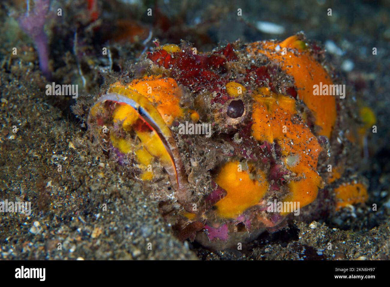 Stone fish camouflaging in the sea floor Stock Photo - Alamy