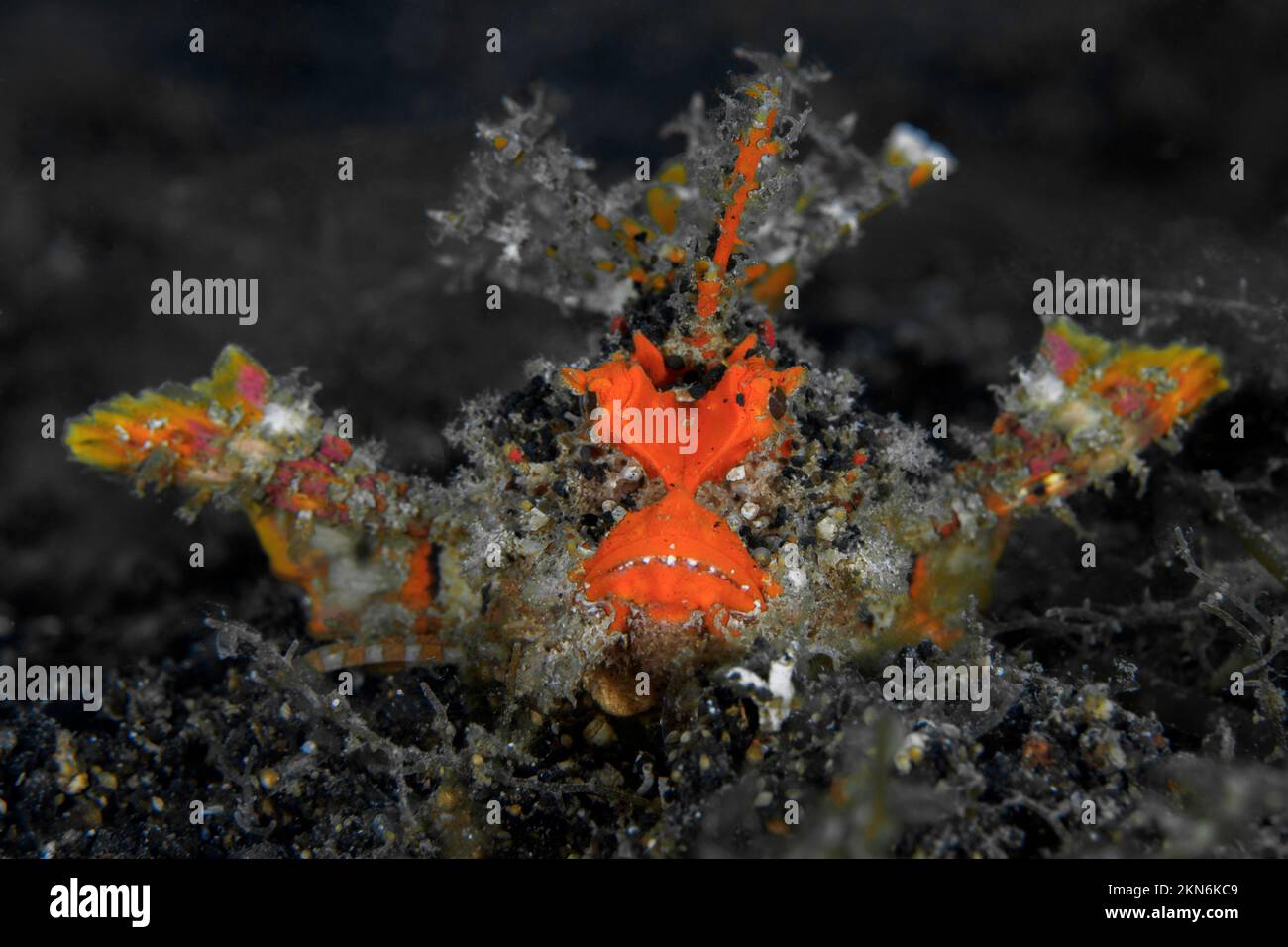 Colorful tropical Coral Reef fish in the Indo - Pacific ocean - The ...
