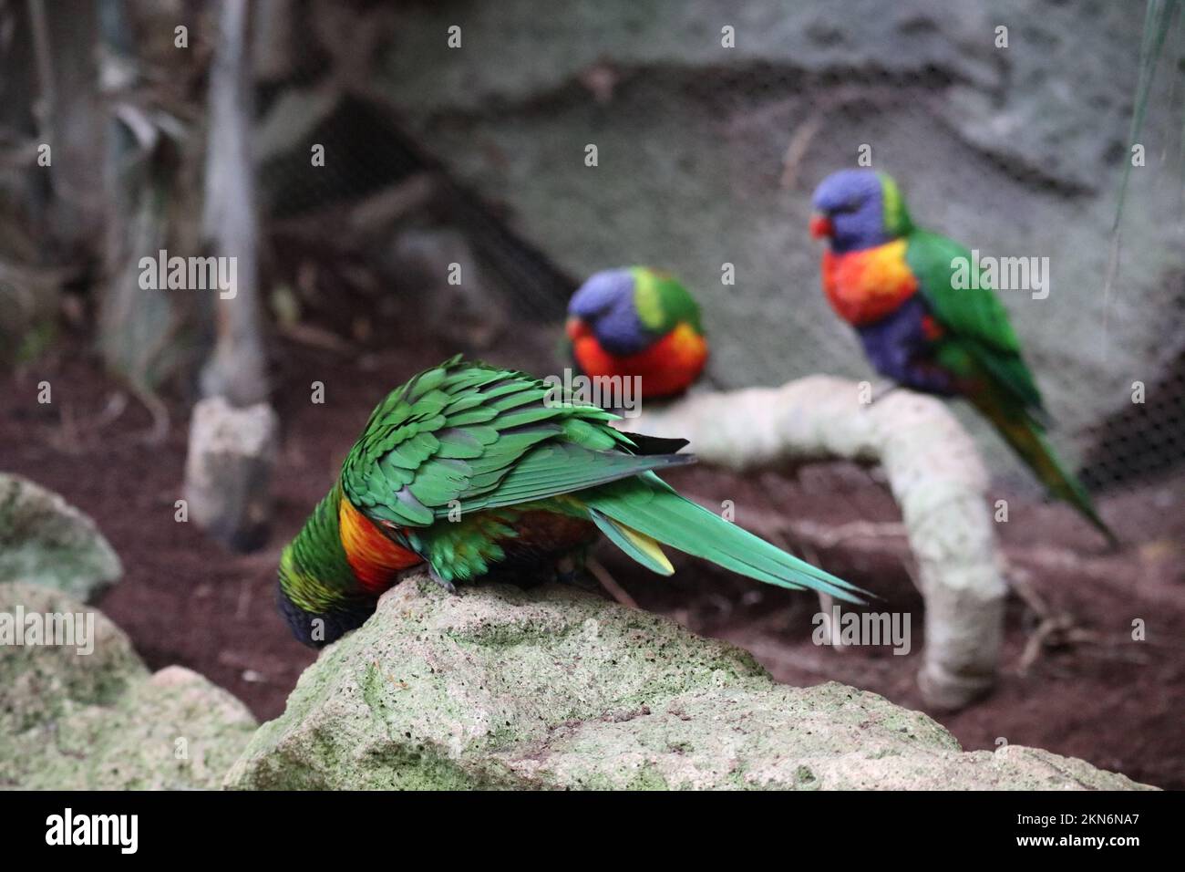 The rainbow colored Loriini parrots on a branch Stock Photo - Alamy