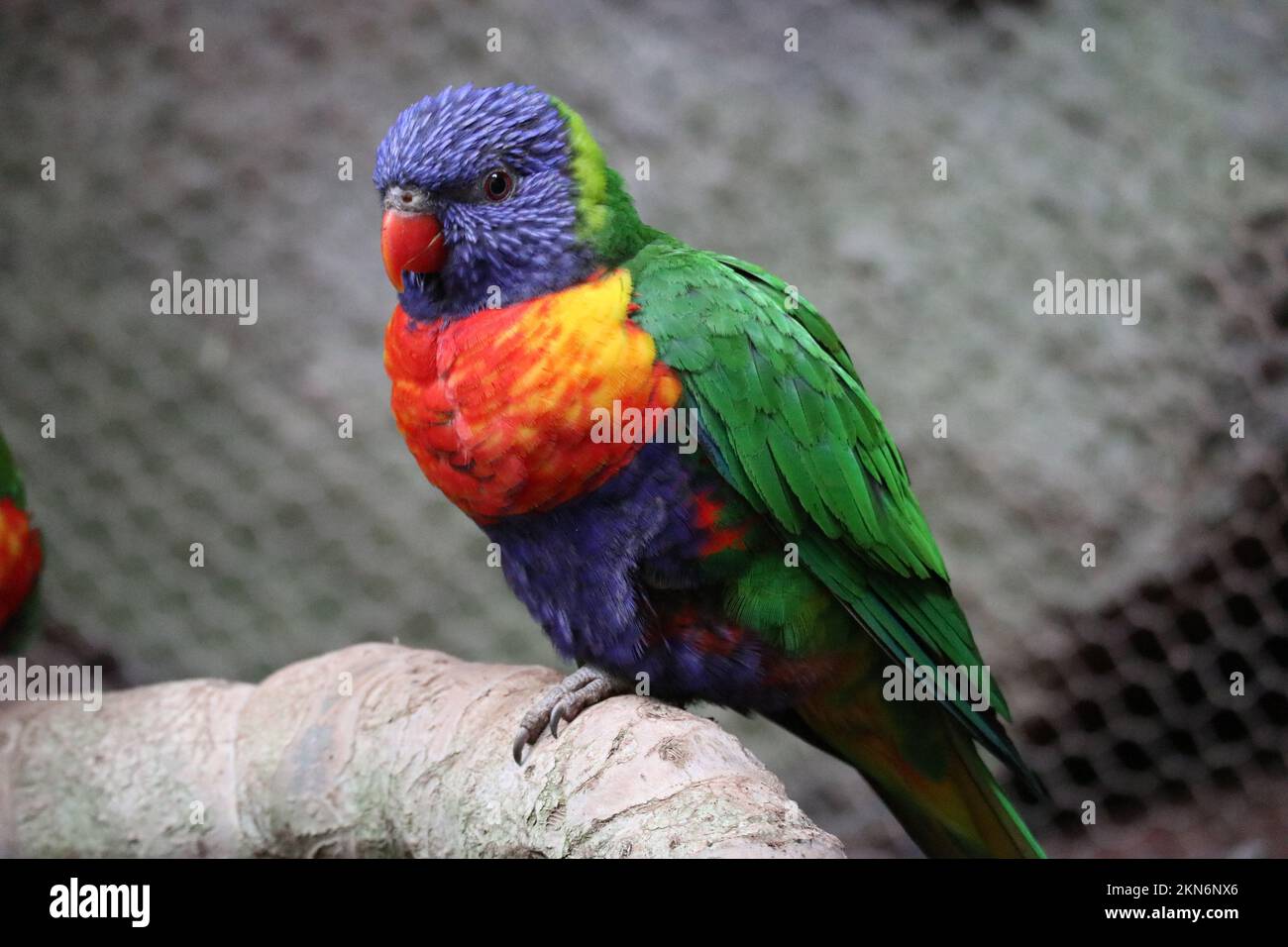 A closeup of a rainbow colored Loriini parrot Stock Photo - Alamy