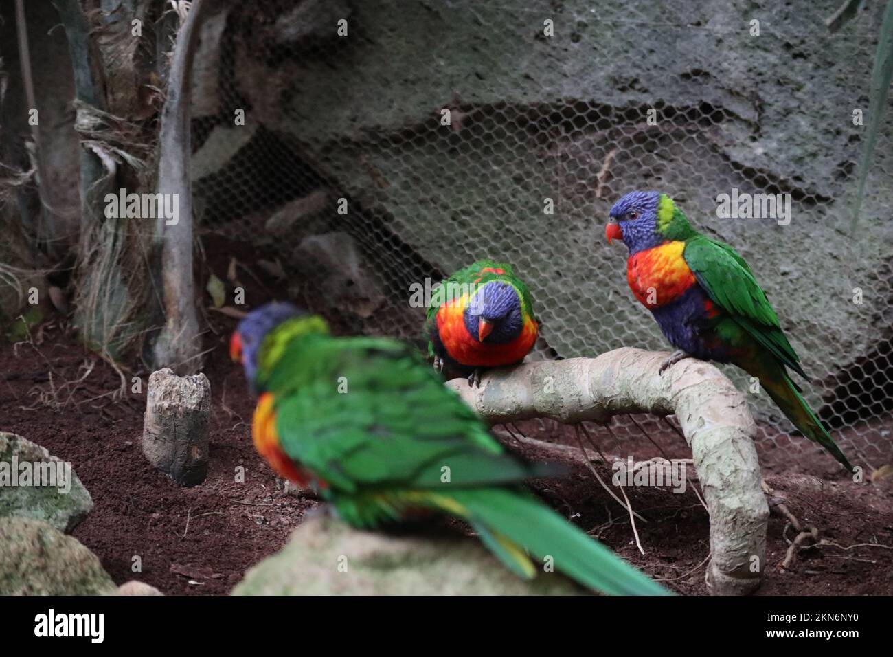 The rainbow colored Loriini parrots on a branch Stock Photo - Alamy