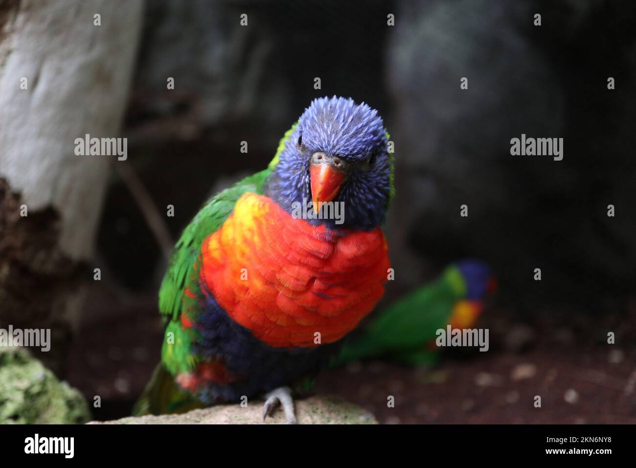closeup of a rainbow colored Loriini parrot Stock Photo - Alamy