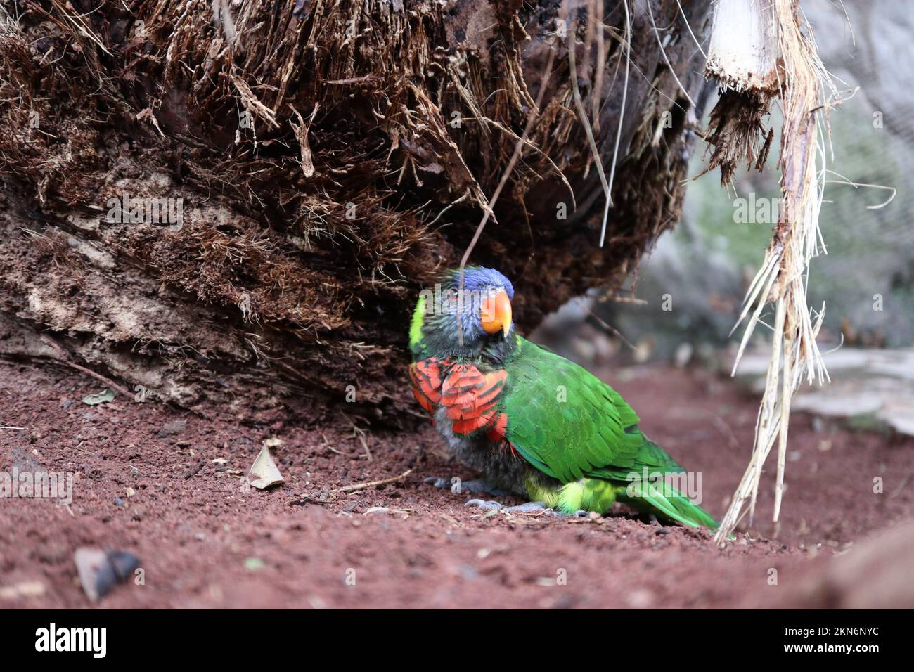 A closeup of a rainbow colored Loriini parrot Stock Photo - Alamy