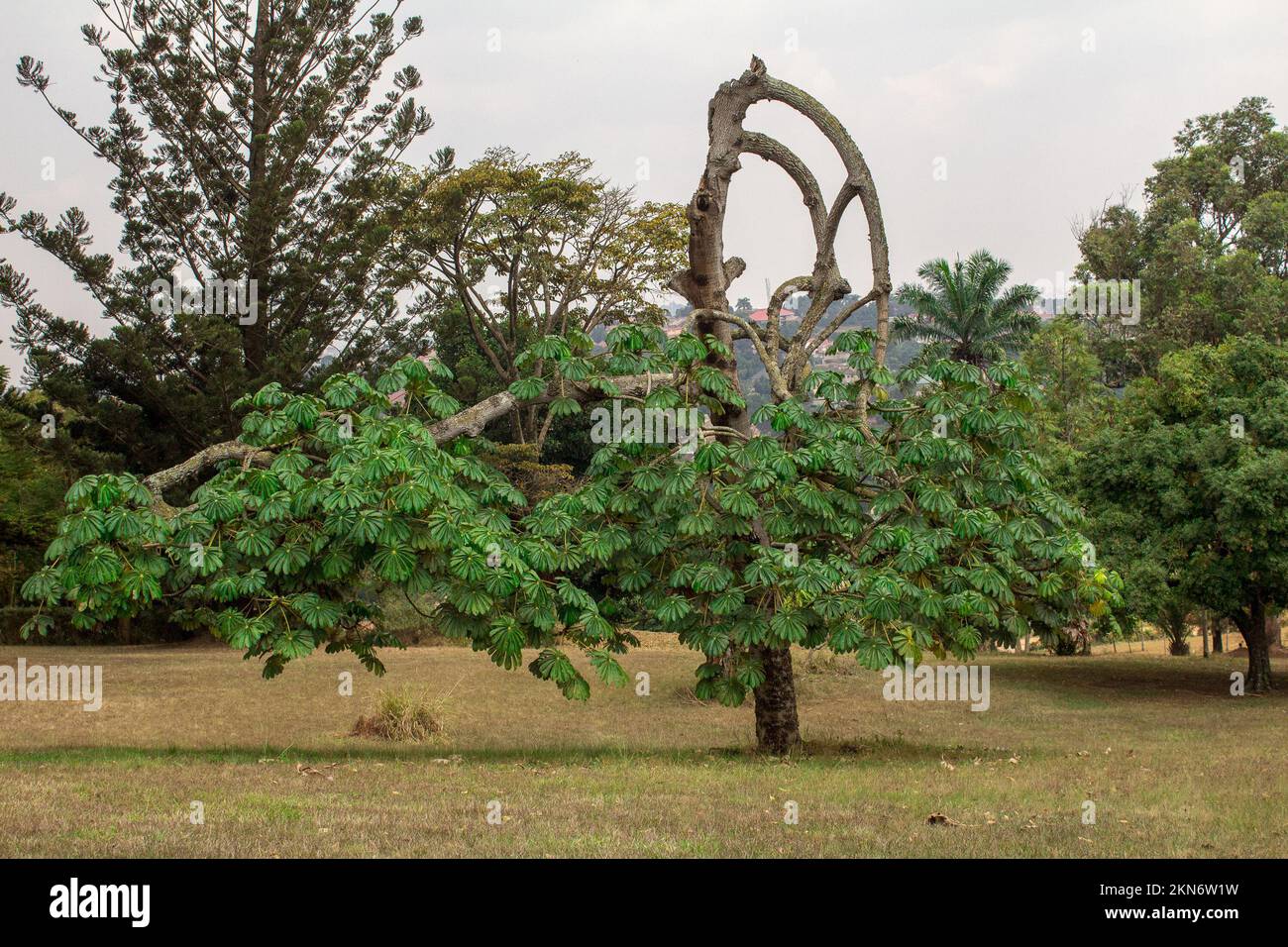 A view of a uniquely grown tree Stock Photo - Alamy