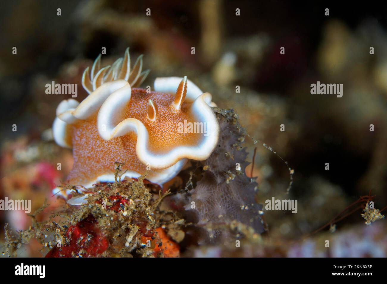 Colorful nudibranch sea slug crawling above coral reef in Indonesia ...