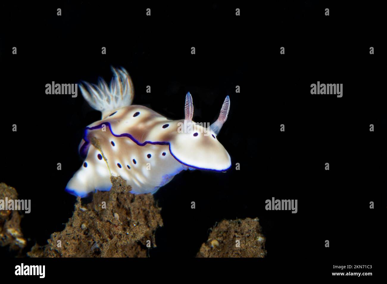 Colorful nudibranch sea slug crawling above coral reef in Indonesia ...