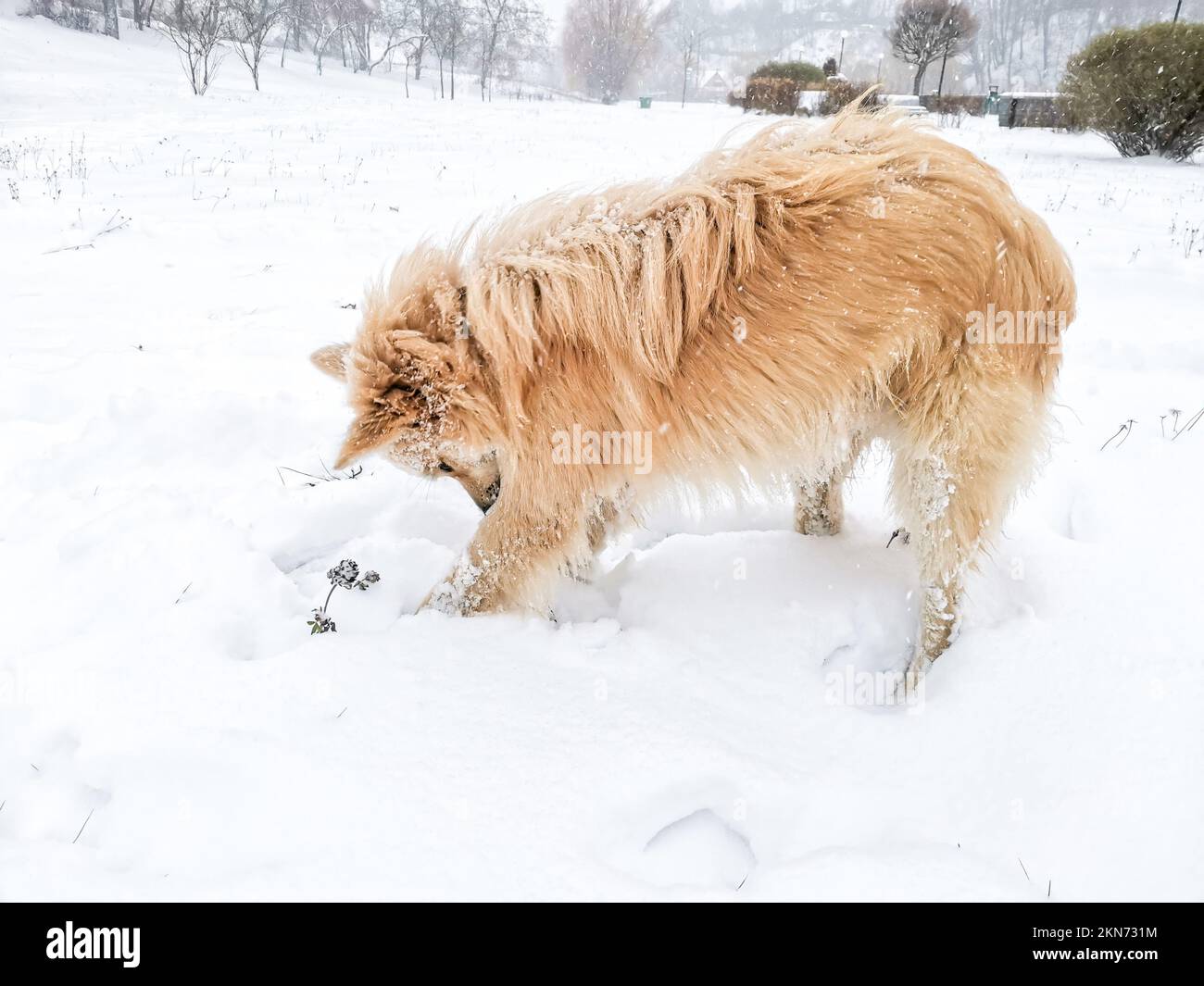 Dog looking for something in snow Stock Photo - Alamy