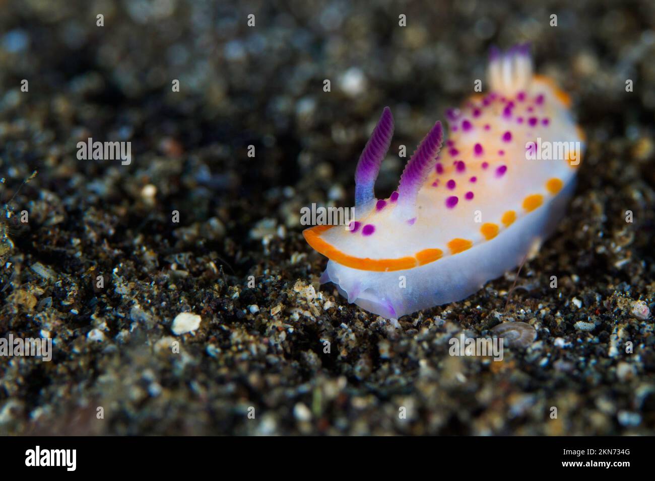 Colorful nudibranch sea slug crawling above coral reef in Indonesia ...