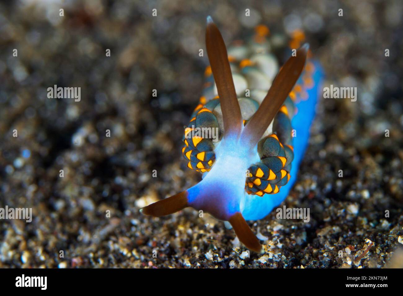 Colorful nudibranch sea slug crawling above coral reef in Indonesia ...
