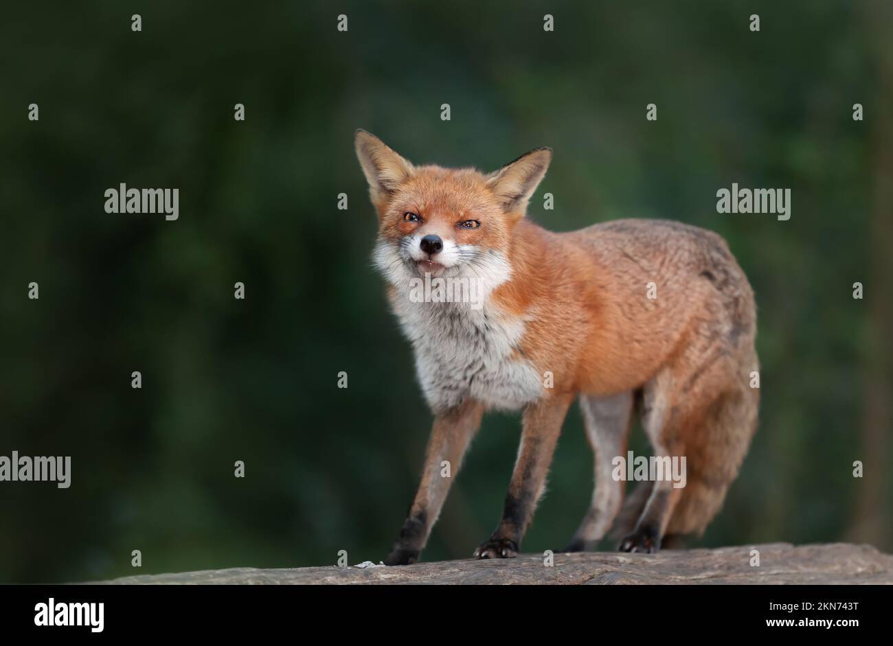 Close up of a Red fox (Vulpes vulpes) standing on a log in a forest, UK ...