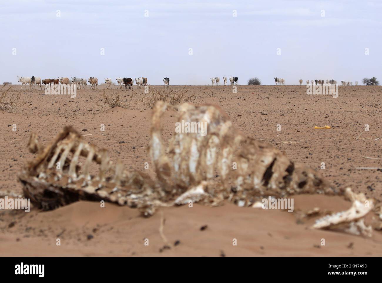 Kampala, Kenya. 27th Aug, 2022. A herd of cattle walks to a drinking ...