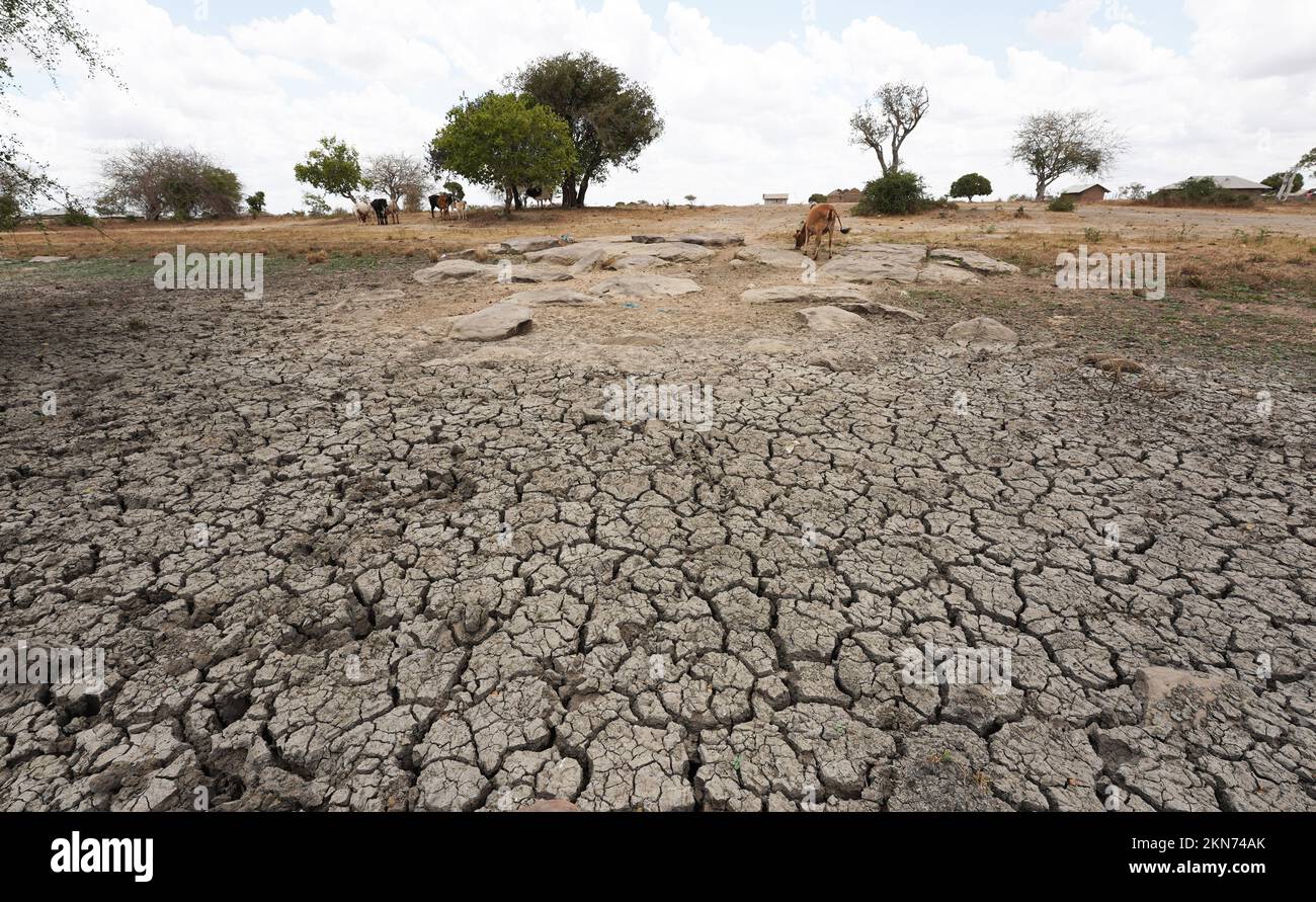 Kampala, Kenya. 23rd Mar, 2022. Livestock are seen in a dry field in ...