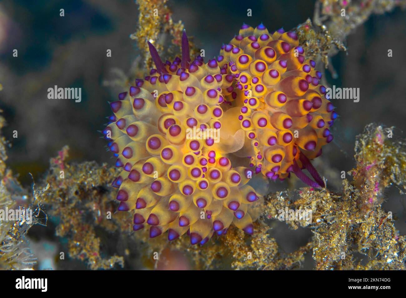 Colorful nudibranch sea slug crawling above coral reef in Indonesia ...