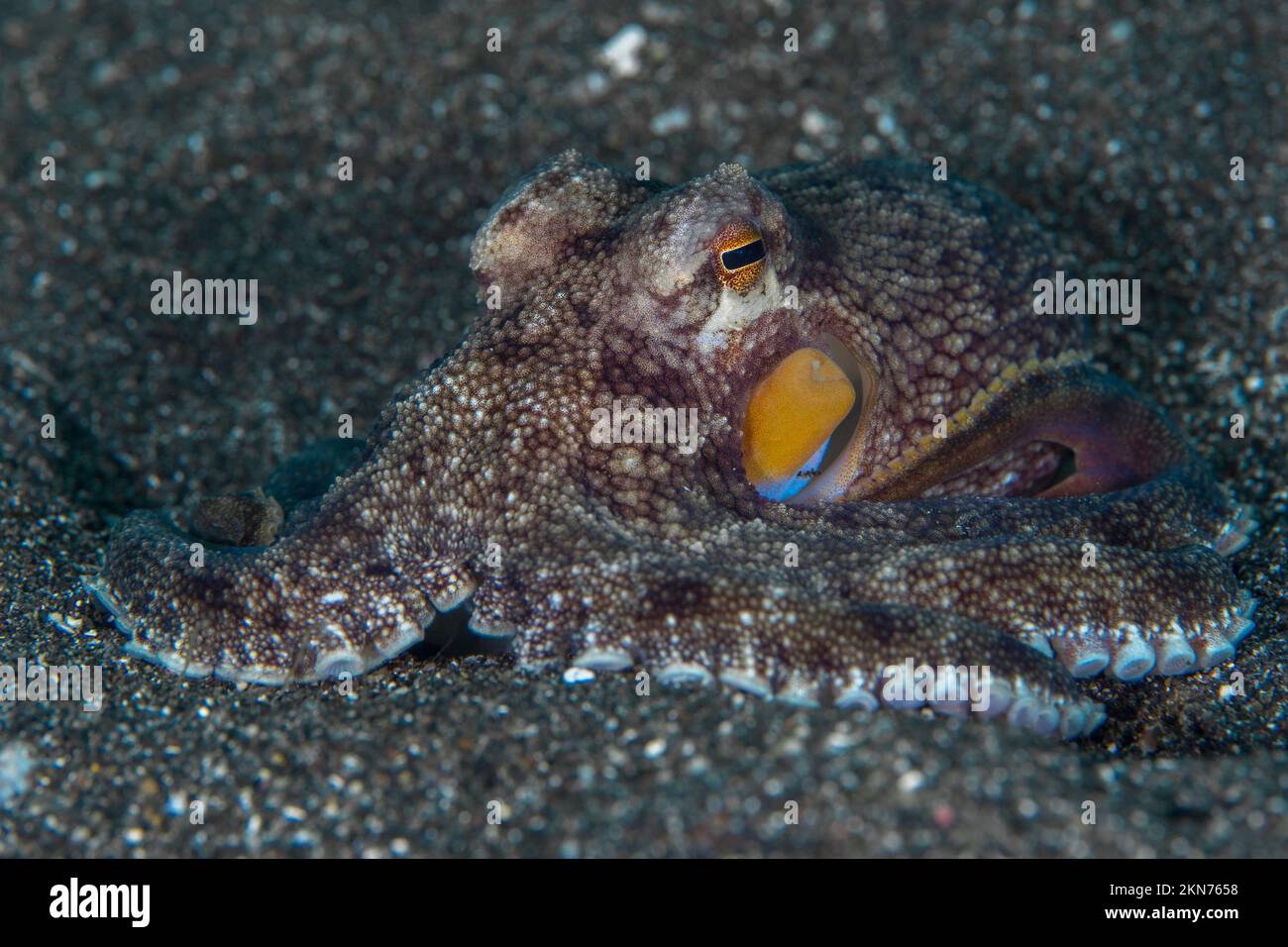 Coconut octopus camouflaging itself among it's surroundings ...