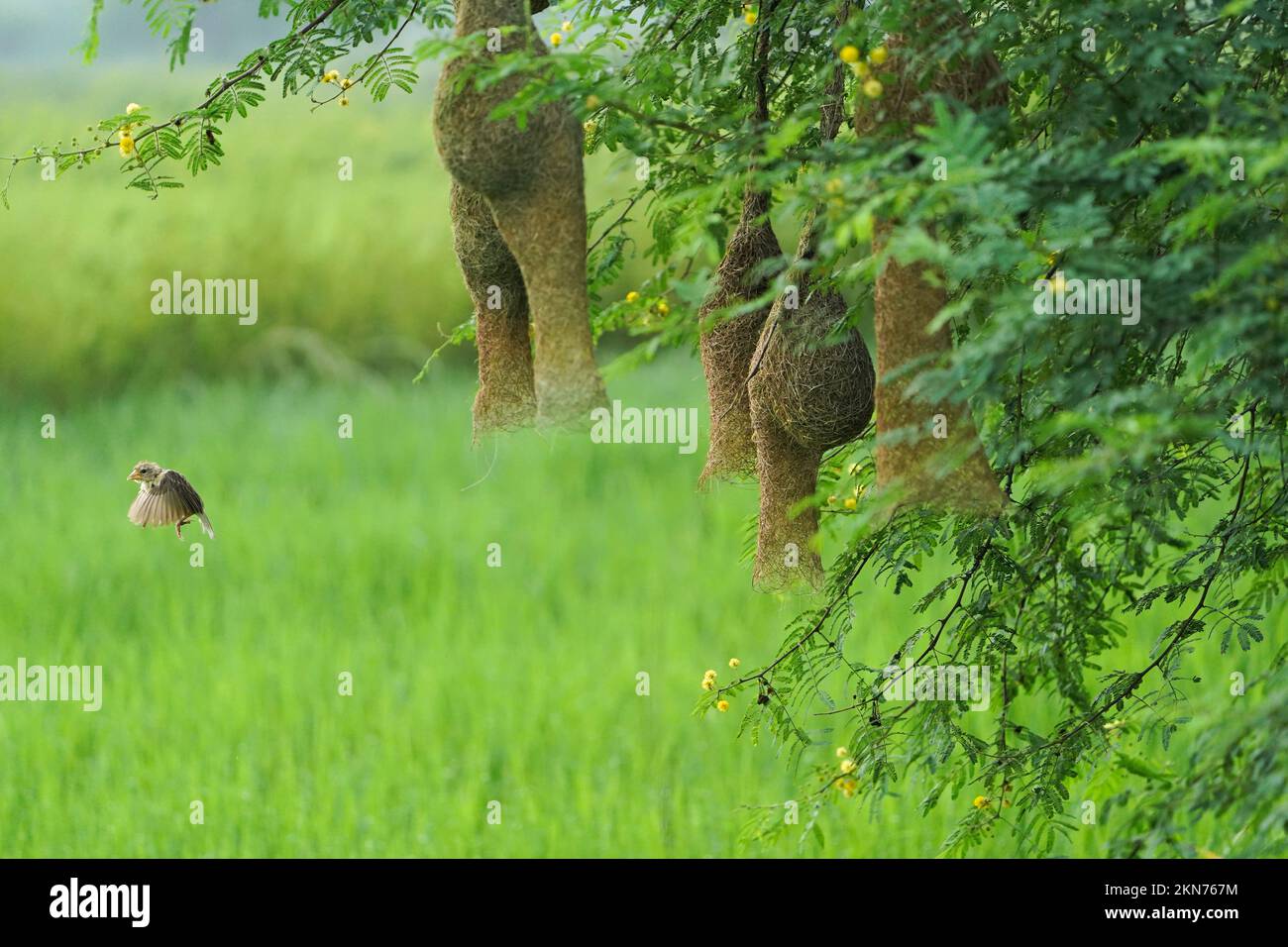 Baya weaver bird and Nest,Golden Baya weaver Building Nest On The Tree Stock Photo - Alamy