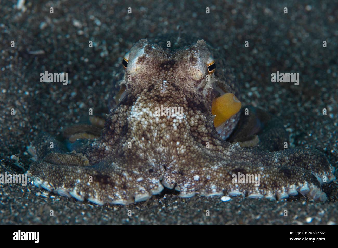 Coconut octopus camouflaging itself among it's surroundings ...