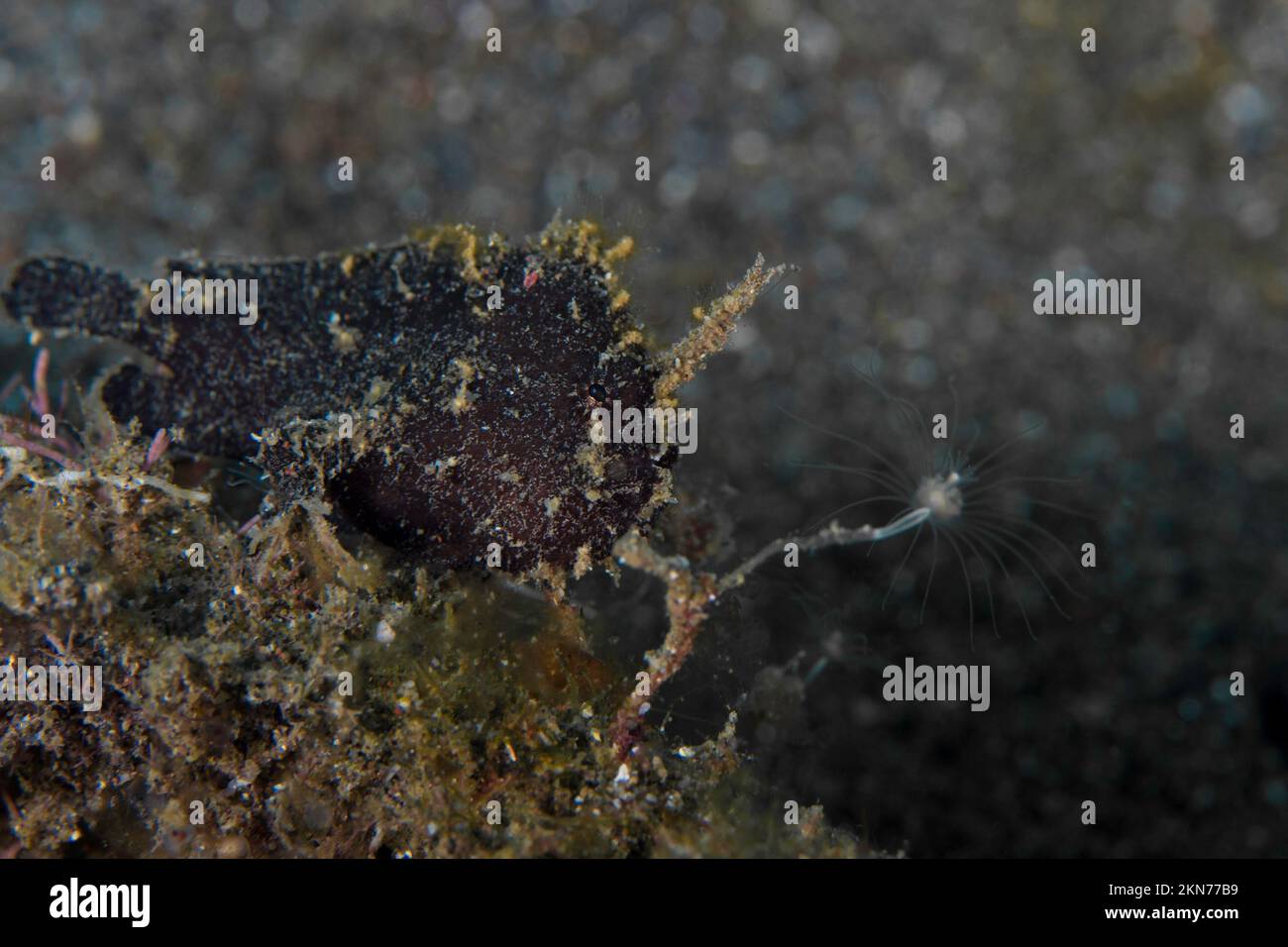 Marine animal behavior - Camouflage techniques used underwater to hide ...