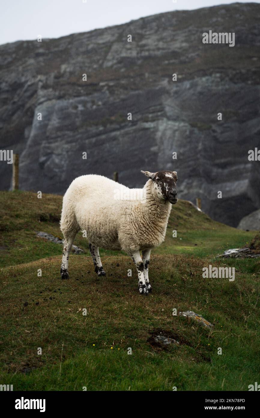 A sheep (Ovis aries) standing on a hill in a beautiful green landscape ...