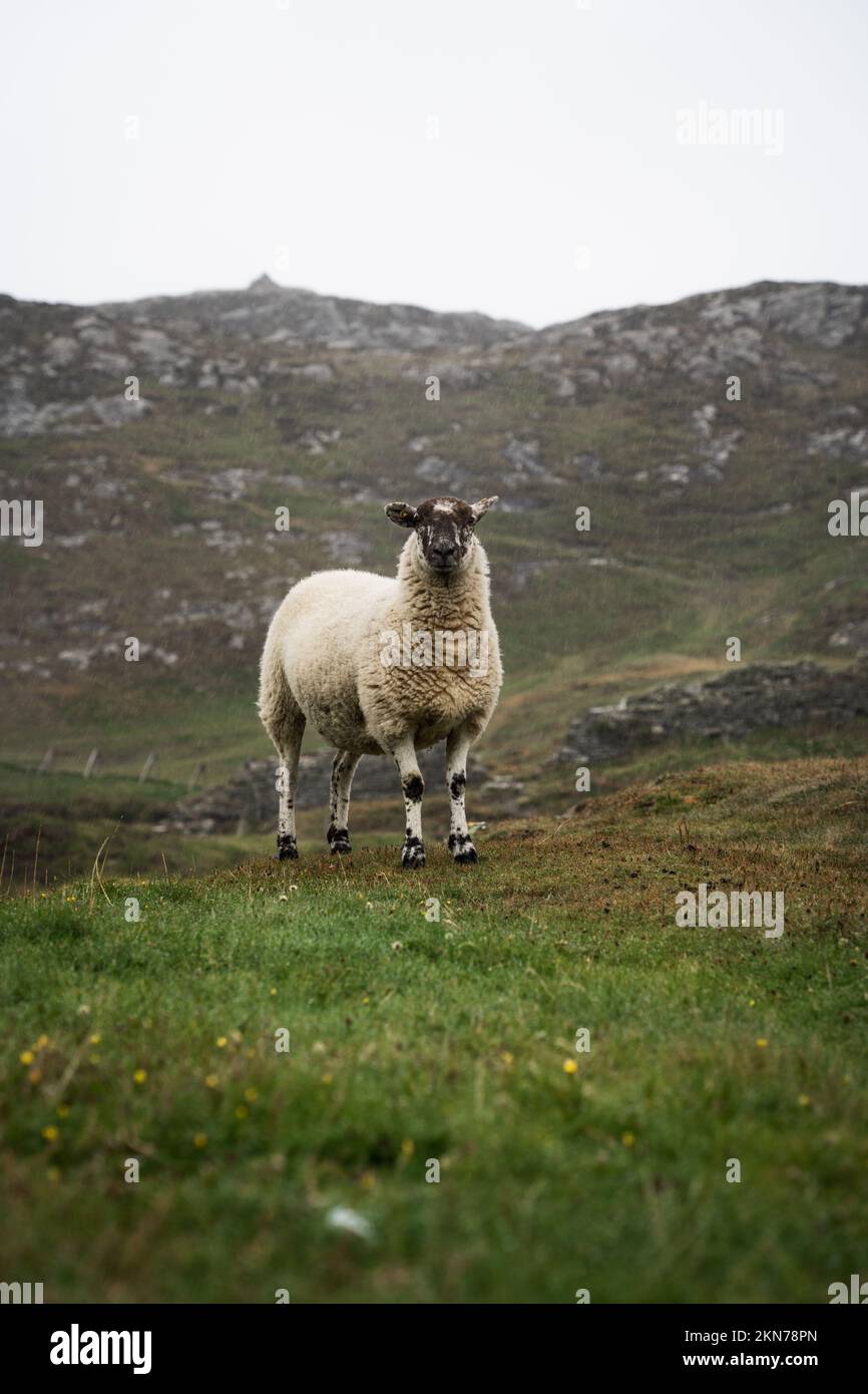 A sheep (Ovis aries) standing on a hill and looking forward in a ...