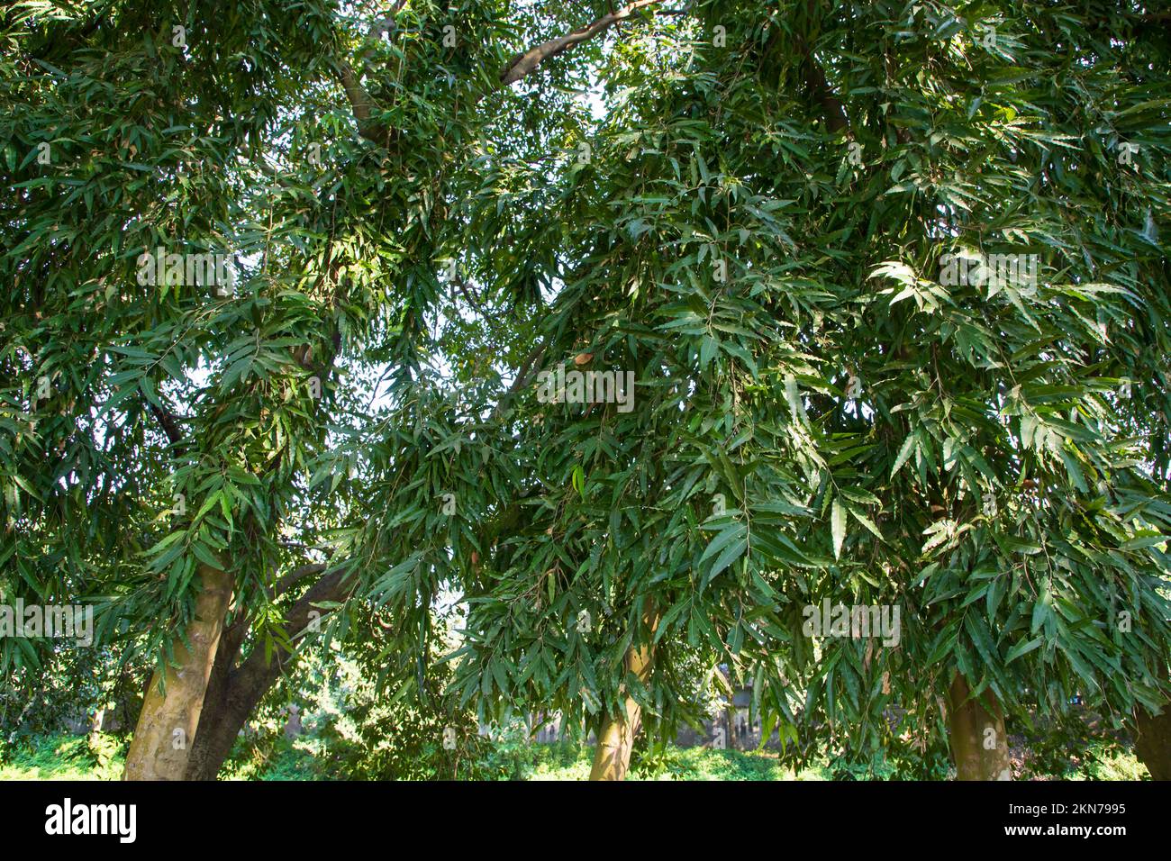 Natural Green Tree in the Park Stock Photo - Alamy